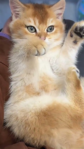 How do you spell love？🐱 #cat #cats #funny #kittenlove #cute #ketten #funnycats #kittens #pets #cute