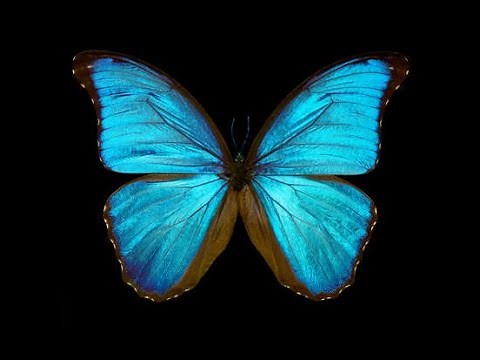 How to kill Butterfly. Pocket ants Colony Simulator