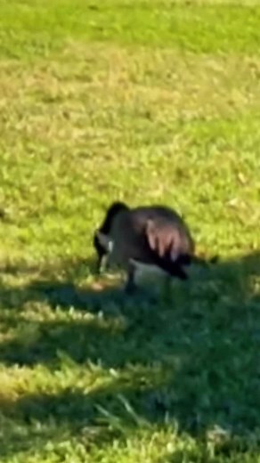 No ducks, Goose / Geese behind me. How about you???? #goose #geese #animals | Benjamin James Magrdichian