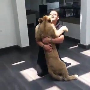 67K views · 217 reactions | Best Friends | Animal Junction | Facebook