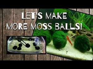 Marimo Moss Ball Propagation - We're Splitting Hairs!