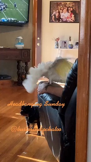 98K views · 3K reactions | Go Buster #fyp #viral #headbang #icantstop #dance #sing #parrot #cockatoo #parrotsoftiktok #buster #go #nevergonnastop #ganster #rap #metal #yas | Maebynbuster | Facebook