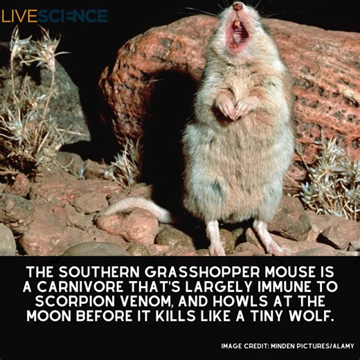 1.9K views · 92 reactions | The southern grasshopper mouse is largely immune to the venom of the Arizona bark scorpion and will resort to cannibalism when times are tough. Learn more  https://trib.al/6ehnXmA | LiveScience | Facebook
