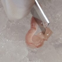 Video: Fluorescence Activated Cell Sorting FACS and Gene Expression Analysis of Fos-expressing Neurons from Fresh and Frozen Rat Brain Tissue