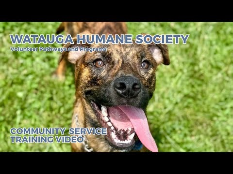 Community Service (Mandated Hours) | WHS Training Video