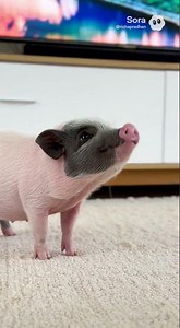 VIZIO 65” Class 4K UHD LED HDR Limited Edition Smart TV (NEW) V4K65X-08 Now $228.00 You save $220.00