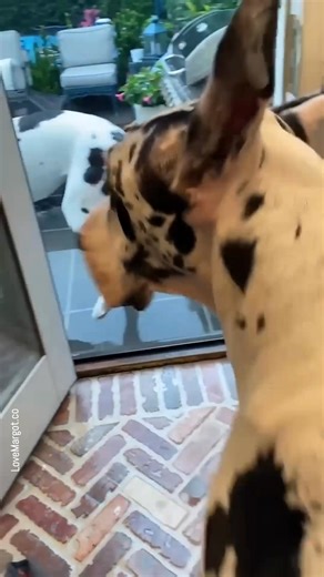 2.5K views · 63 reactions | Can you relate?! Two out of three of mine vote no  #greatdane #bigdog #doglovers | LoveMargot | Facebook