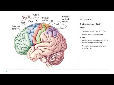 OSSM Neuro Chapter 14 - The Motor Cortex