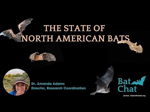 The State of North American Bats