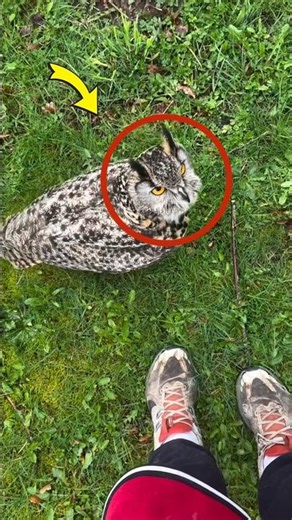 🐍🦉 Owl Mystery Fact! খাবার দিলে জীবনে মুক্তি পাবে না 😅 | Bangla Facts #shorts #ytshorts #facts