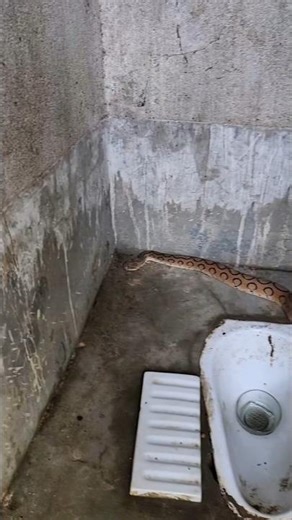 Unbelievable! A Russell’s Viper Coiled Inside a Toilet! #shorts #snake #snacks #wildlife #yt