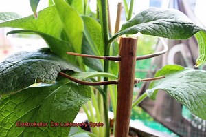 Elektrokultur: Die Lakhovsky-Spule