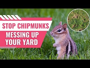 How To Stop Chipmunks From Destroying Your Lawn