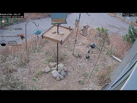 2025-11-05 - Day - Friends of Alta - Alta, UT - Live Stream Bird Feeder Cam (FiRN)