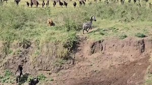 5.6K views · 43K reactions | Phase 2 migration just started @gameofmara @asim_cheema @saleelgharpure | Betty On Safari | Facebook