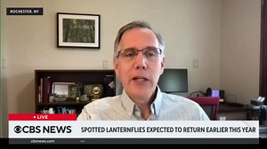 Lanternflies could return earlier this year