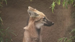 Maned wolves might be the coolest animals you’ve never heard of