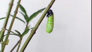 4K video of Monarch caterpillar pupation process sped up 20 times. A monarch butterfly undergoes metamorphosis in this time-lapse shot. Monarch Caterpillar going into a cocoon (Timpe Lapse) isolated