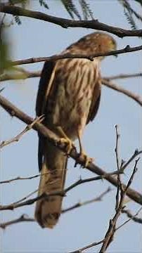Shikra Hawk - Hunting