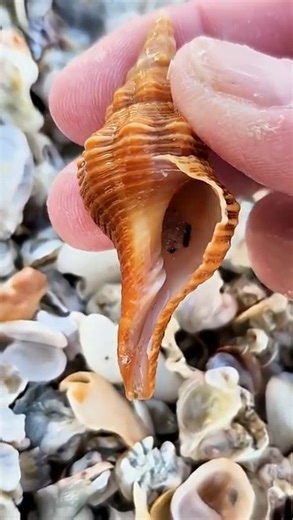 MILLIONS of SEASHELLS on Marco Island 🌴😎 #life #smile #dream #marcoisland | Beach Bummin Dad