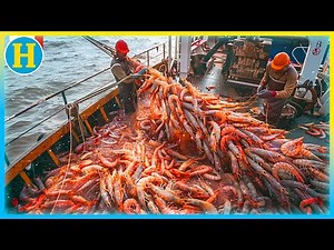 PERFECT Shrimps: How They're Processed