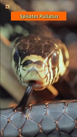 Snake Hissing Sound (Spilotes Pullatus)