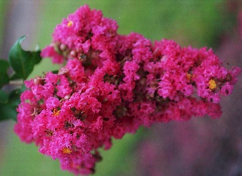 HOT PINK DWARF (6'-8' BRIGHT Hot Pink)