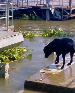 443K views · 10K reactions | A pet tries to cross the river multiple times but he fails every time he tries. | D.L. Hughley | Facebook