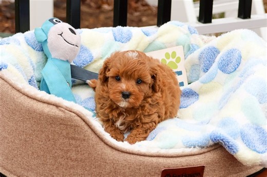 Michael - Cavapoo Puppy 10B55C