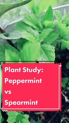 Peppermint vs Spearmint: A Comprehensive Plant Study