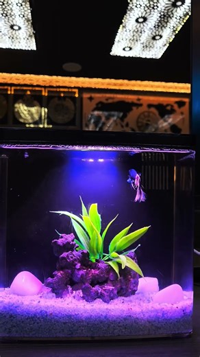 #bettafish #betta #fighterfish #aquarium #fishtank #fish #fishkeeping #aquariumfish
