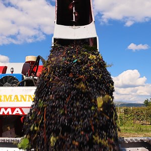 275K views · 2.4K reactions | The process of harvesting grape & making wine  | MetDaan DIY | Facebook