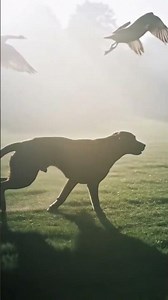 Dog Chases Geese in the Field! 🐕🪿 #DogChase #NatureMoments #FunnyAnimals