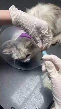 Update: Calla Is Out Of Surgery [STORY BELOW]