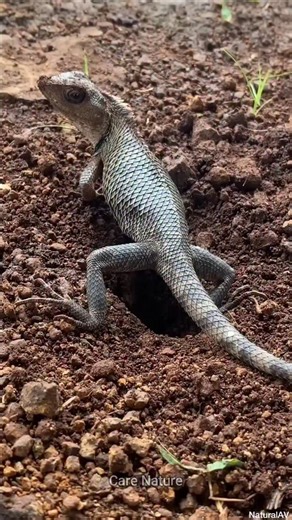 Care Nature on Instagram: "Lizards Egg Laying Secrets Revealed #lizard #lizards #egg"