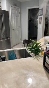 It worked. Grayson LOVES toys that squeak lol. #dogs #squeaker #dogtoy #frenchbulldogs #reels #tuesday | Devin Blaine Baranek