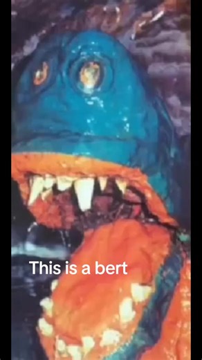 Murray River Bunyip: A Unique Australian Bird