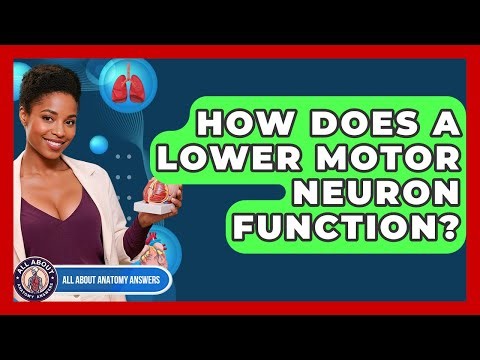 How Does A Lower Motor Neuron Function? - All About Anatomy Answers