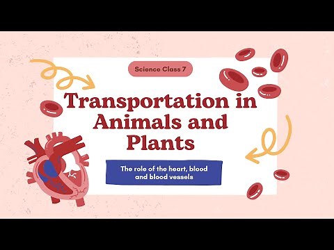 Transportation in Animals and Plants: Class 7 Science
