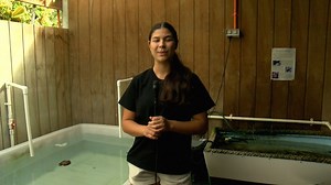 Local News 20th June 2023 (Ninja Turtles).m4v | Cook Islands Television News