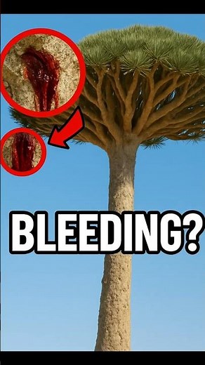 This Tree BLEEDS Like a Human… Here’s Why 🌳🩸 #trees