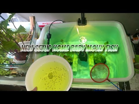 New Aquarium Setup for Baby Molly Fish | Easy Home Fish Tank Setup for Beginners