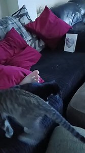 6.4K views · 1.9K reactions | Stumpy playing with the big boys  | Betley Cat Rescue | Facebook