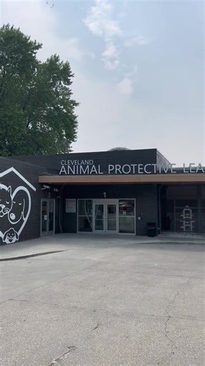 Check out the cleveland APL, if you adopt Theo get ahold of me and ill do a video for you! #clevelandohio #cleveland #apl #dog #cat