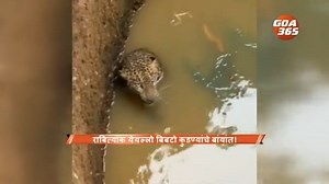 41K views · 1.3K reactions | Goa365 TV on Reels | Facebook