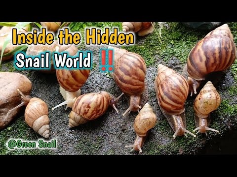 A Snail's Tale: The Secret Life of a Colony​#SnailColony #SlowLiving ​#SecretLife