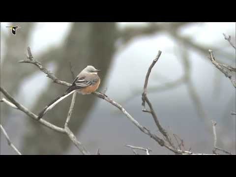 Scissor-tailed Flycatcher