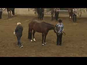 2023 Quarter Horse Congress Level 1 Amateur Select Showmanship Awards