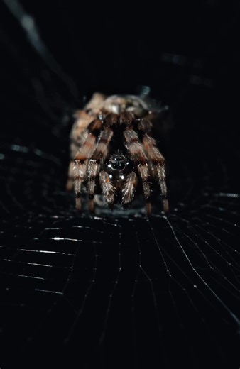 Tiny little Orb Weaver - Macro photography with Laowa 100mm f2.8 CA-Dreamer Macro 2x lens on Canon R7 #macrophotography #CanonR7 #Laowa | Richart.Asia