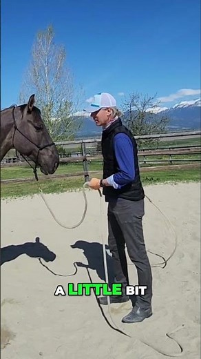 Whip Training: Achieving Responsiveness Under Pressure with Horses